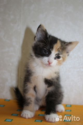 Трехцветный котенок