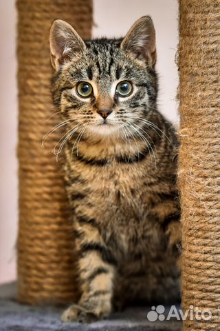 Котенок камышового окраса,энергичный и культурный