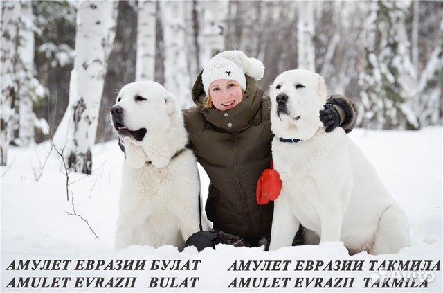 Белые Медведи питомника "Амулет Евразии"