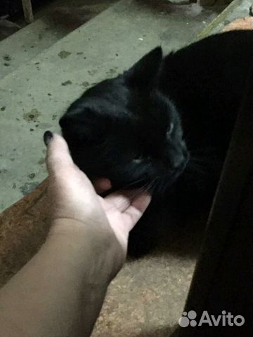 Котик