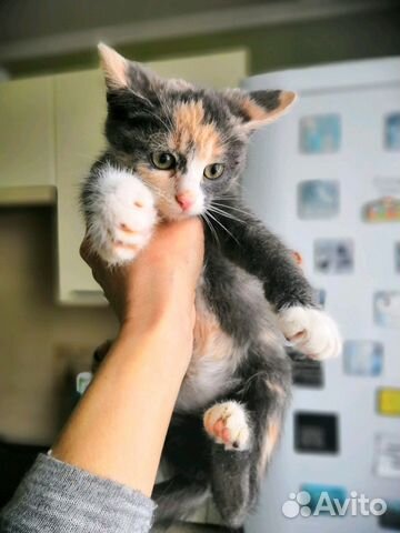 В добрые руки