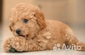 Щенок карликового пуделя