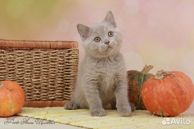 Британский котенок