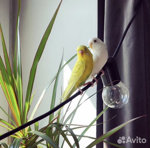 Волнистые попугаи 2 шт