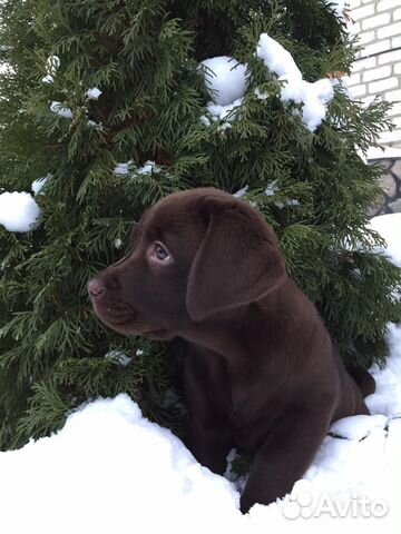 Шоколадная мечта