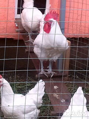 Бресс-Гальские петухи