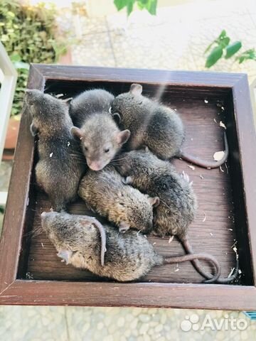 Крысы, крысята дамбо рекс агути