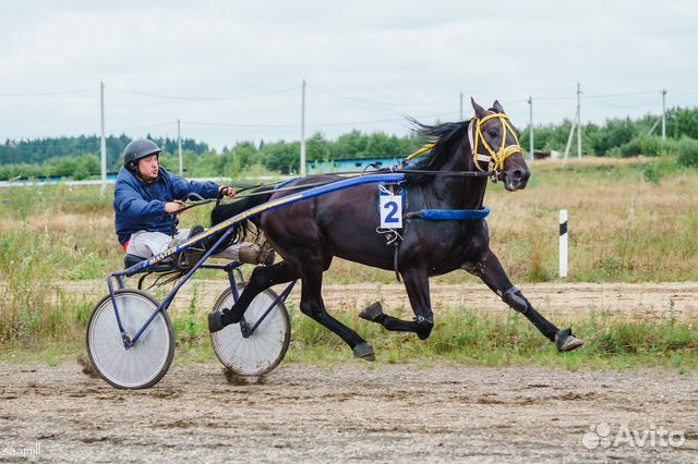 Русские рысаки