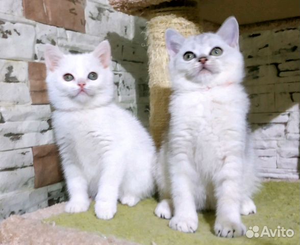 Британские кошки