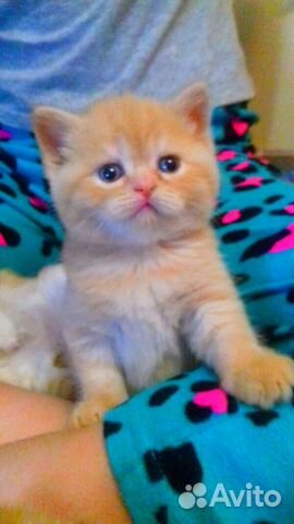 Шотландские рыжинькие котята