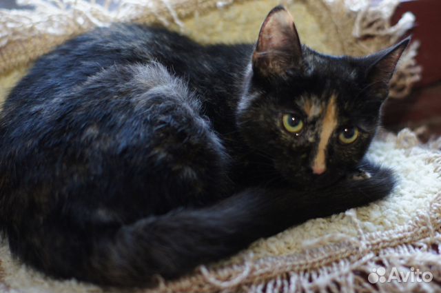 Очень ласковая кошечка Злата, 10мес+, стерилиз