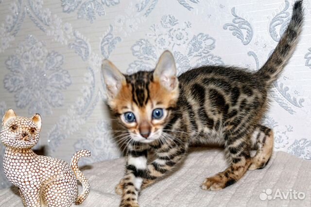 Бенгалы-супер малыши