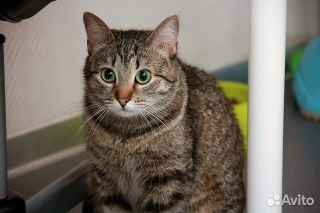 Кошечка самый сладкий бурундучок