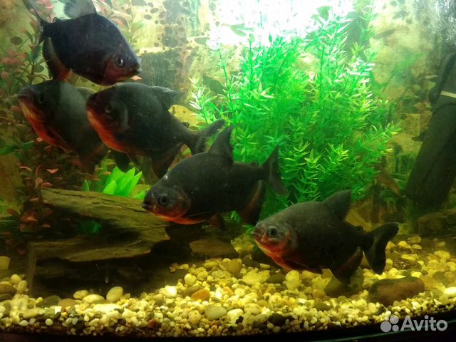 Пиранья черный паку