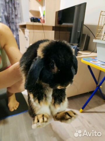 Кролик карликовый веслаухий