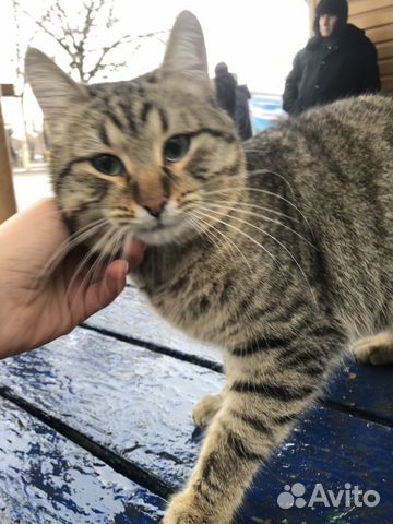 Котик и Кошечка в добрые руки