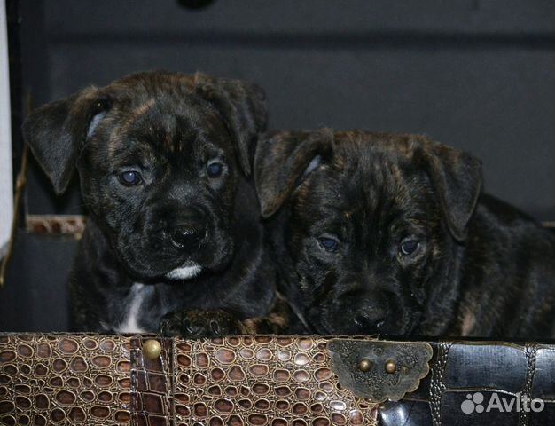 Девочки Ка де бо(тигровые)