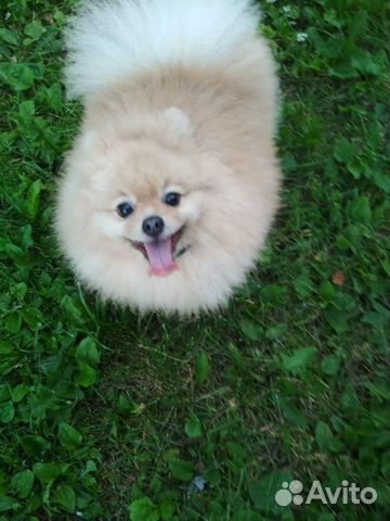 Вязка. Шпиц малый