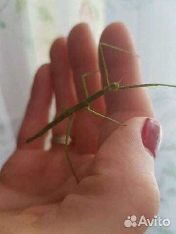 Отдам анамских палочников