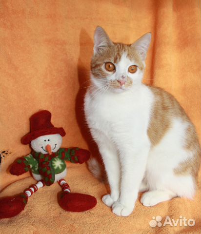 Юная леди с красивейшими глазками ищет дом