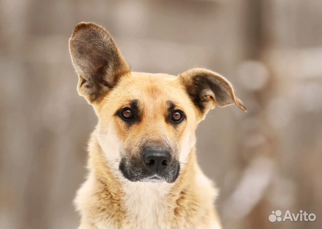 Молодая собака Герда в добрые руки