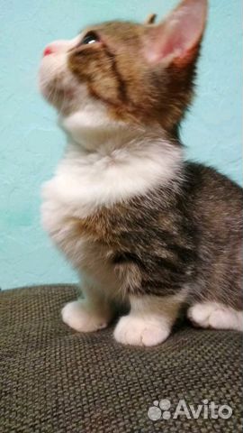 Манча в поисках дома