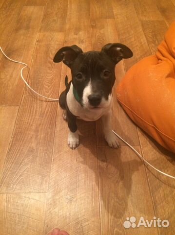 Амстафф (сука)