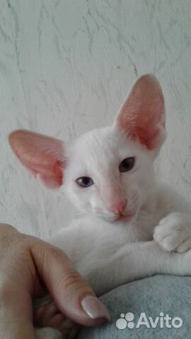 Ориентальные котята