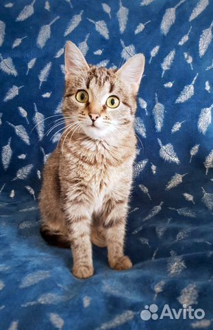 Особенная крошка Туся ищет маму, котёнок в дар