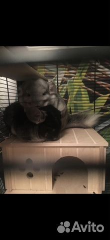 Шиншиллы с витриной и клеткой