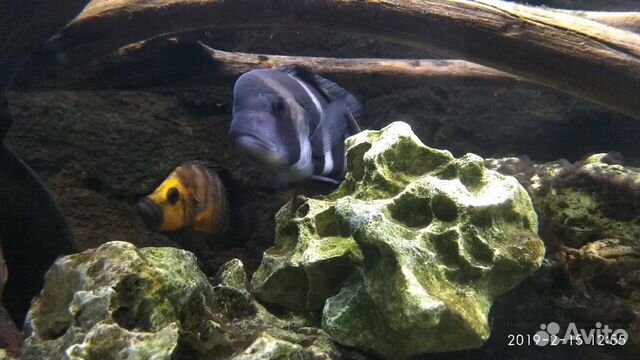 Танганьика Бурунди, альтолампрологус,фронтоза