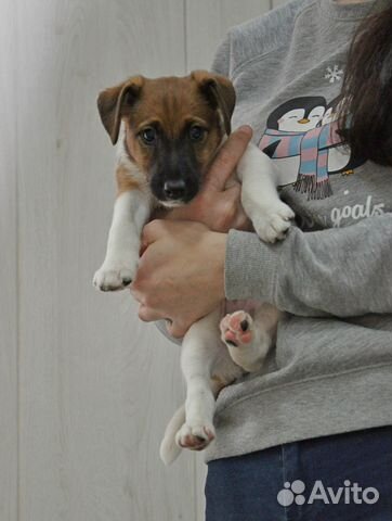 Щенки фокстерьера гладкошерстного