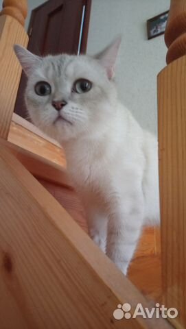 Шотландская кошка в добрые руки