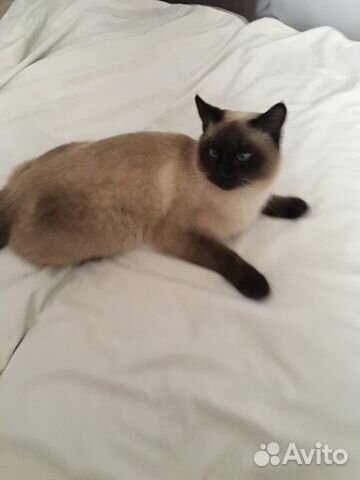 Отдам сиамского кота