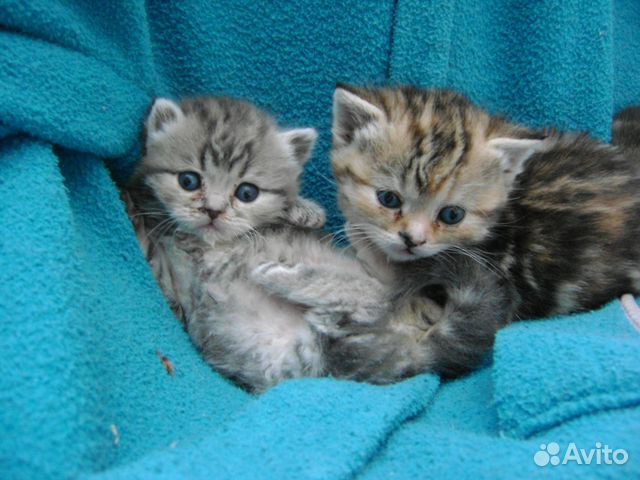 Котята в хорошие руки