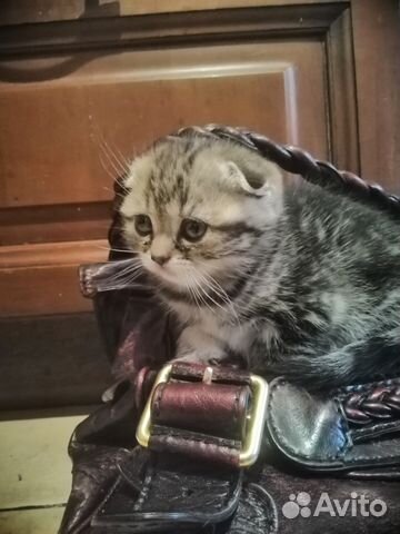 Очировательные шотландцы