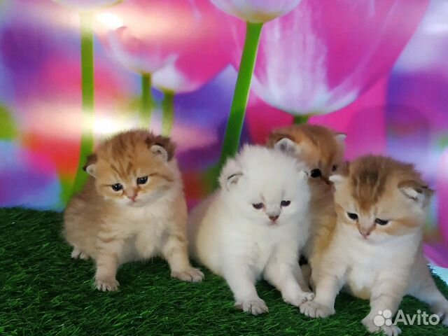 Резерв британские котята