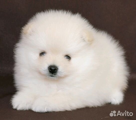 Шпице-детки