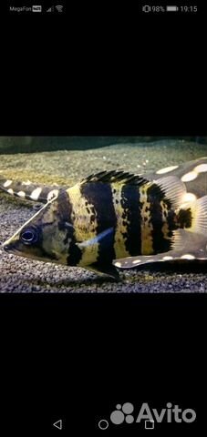 Окунь кэмпбелла