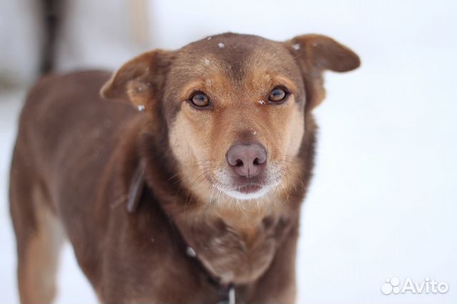 Шоколадная леди Каштанка