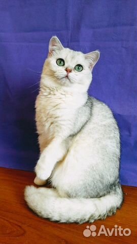 Молодой британский котик серебристая шиншилла