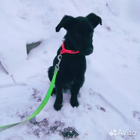 Майорская Овчарка Черная