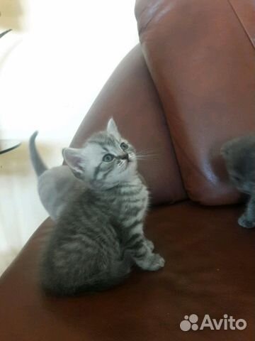 Продаются котики