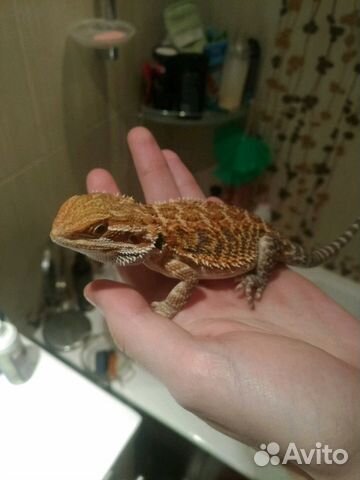 Бородатая агама