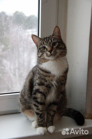 Кот Марик