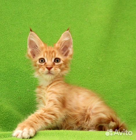 Полидакт Кензо 66 44