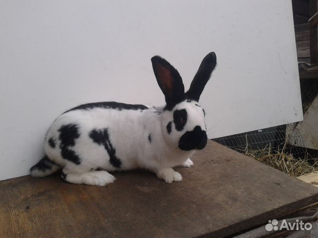 Немецкий Пестрый Великан