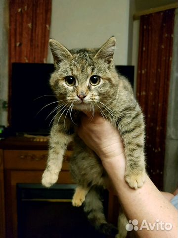 Котенок метис британца
