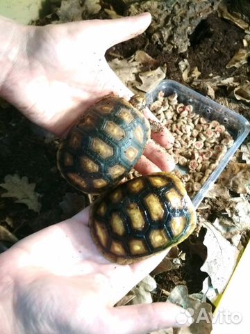 Черепаха угольная