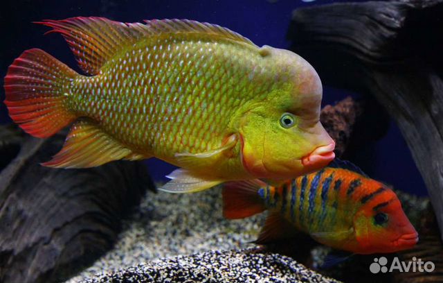 Продаю разных "Цихлазом"